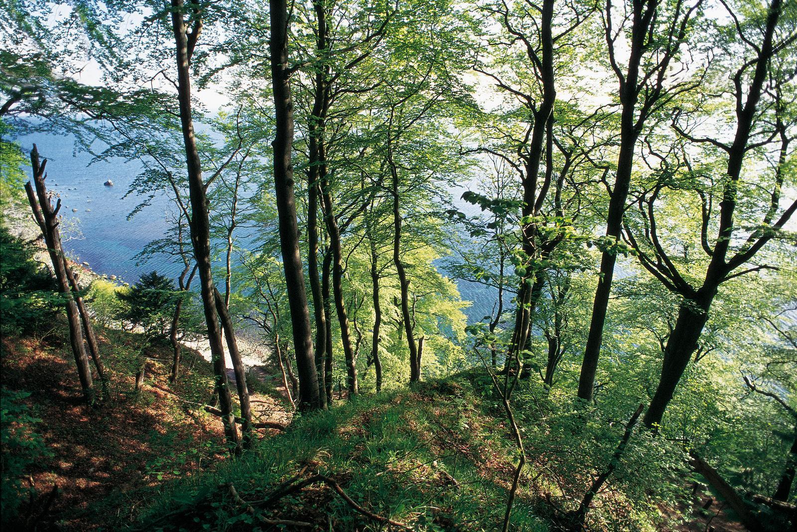 »The development of the natural forest resource into the spa and ...